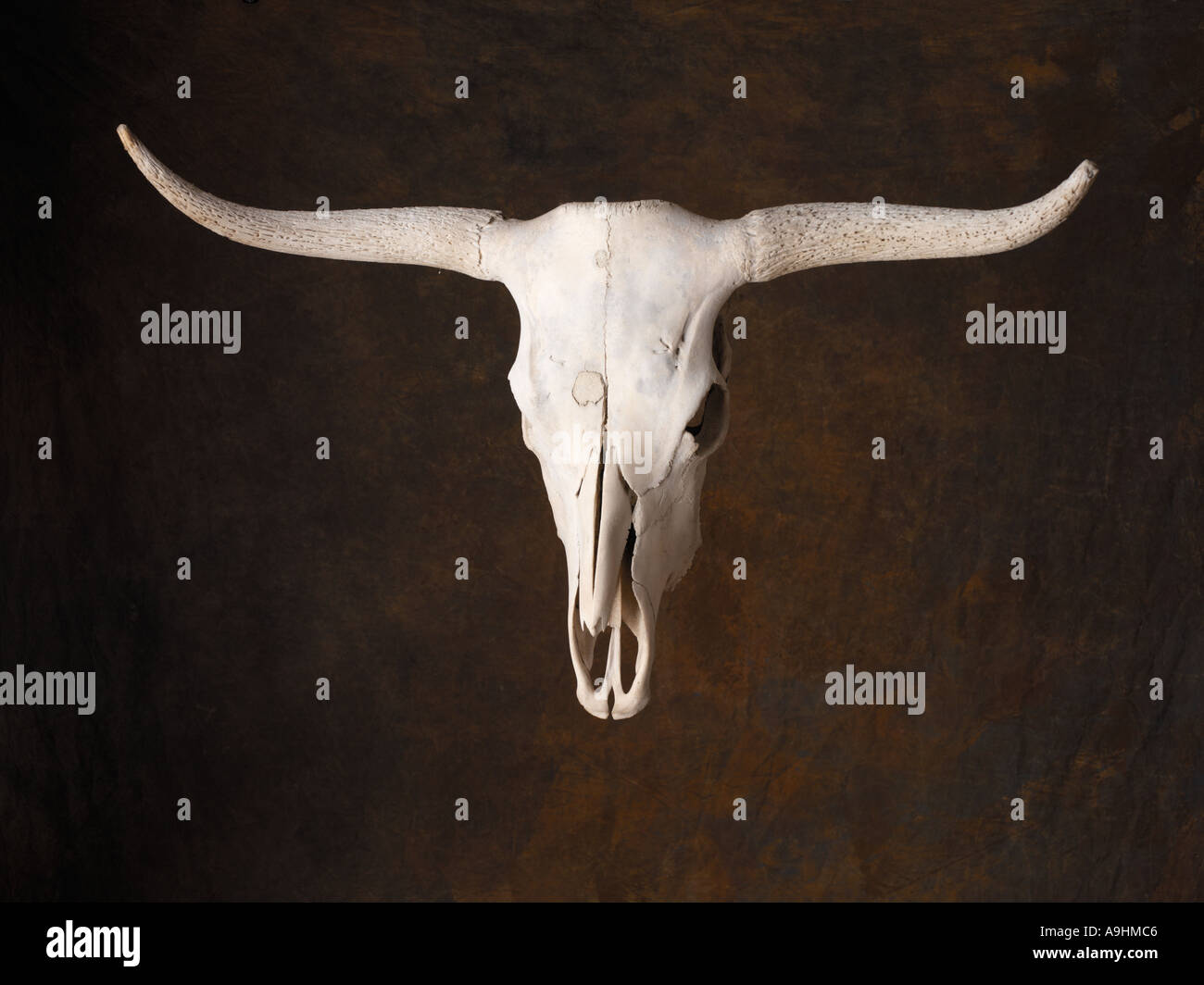 Cow head in studio Stock Photo - Alamy