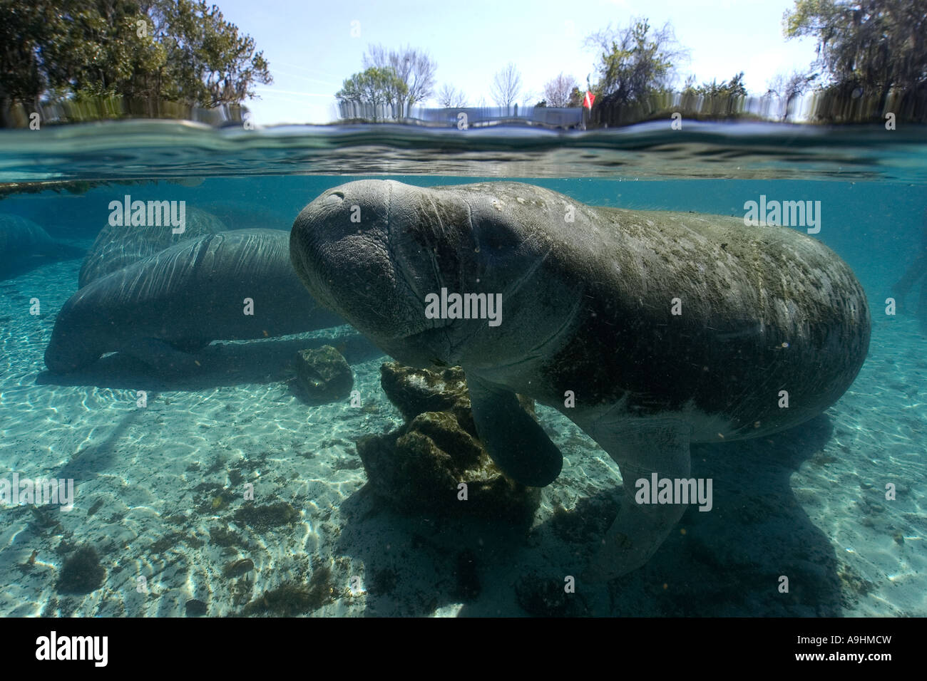 Manatee surfacing breathe hi-res stock photography and images - Alamy