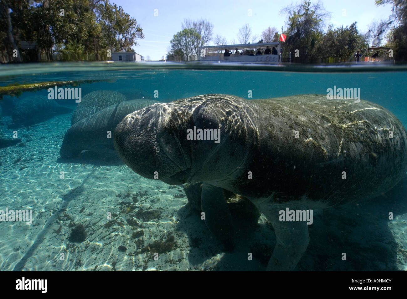 Florida manatee Trichechus manatus latirostris Crystal River Florida USA Stock Photo - Alamy