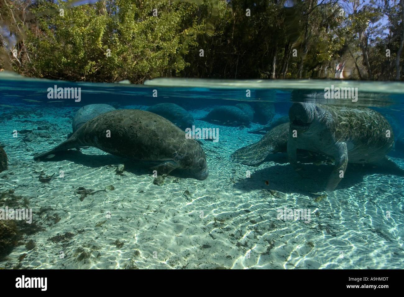 Manatees group hi-res stock photography and images - Alamy
