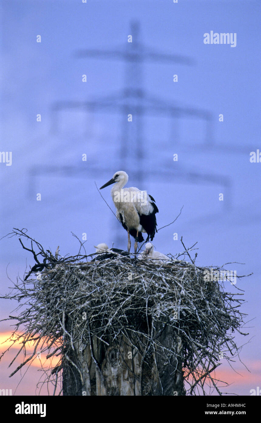 white stork (Ciconia ciconia), young bird on eyrie, Germany Stock Photo ...