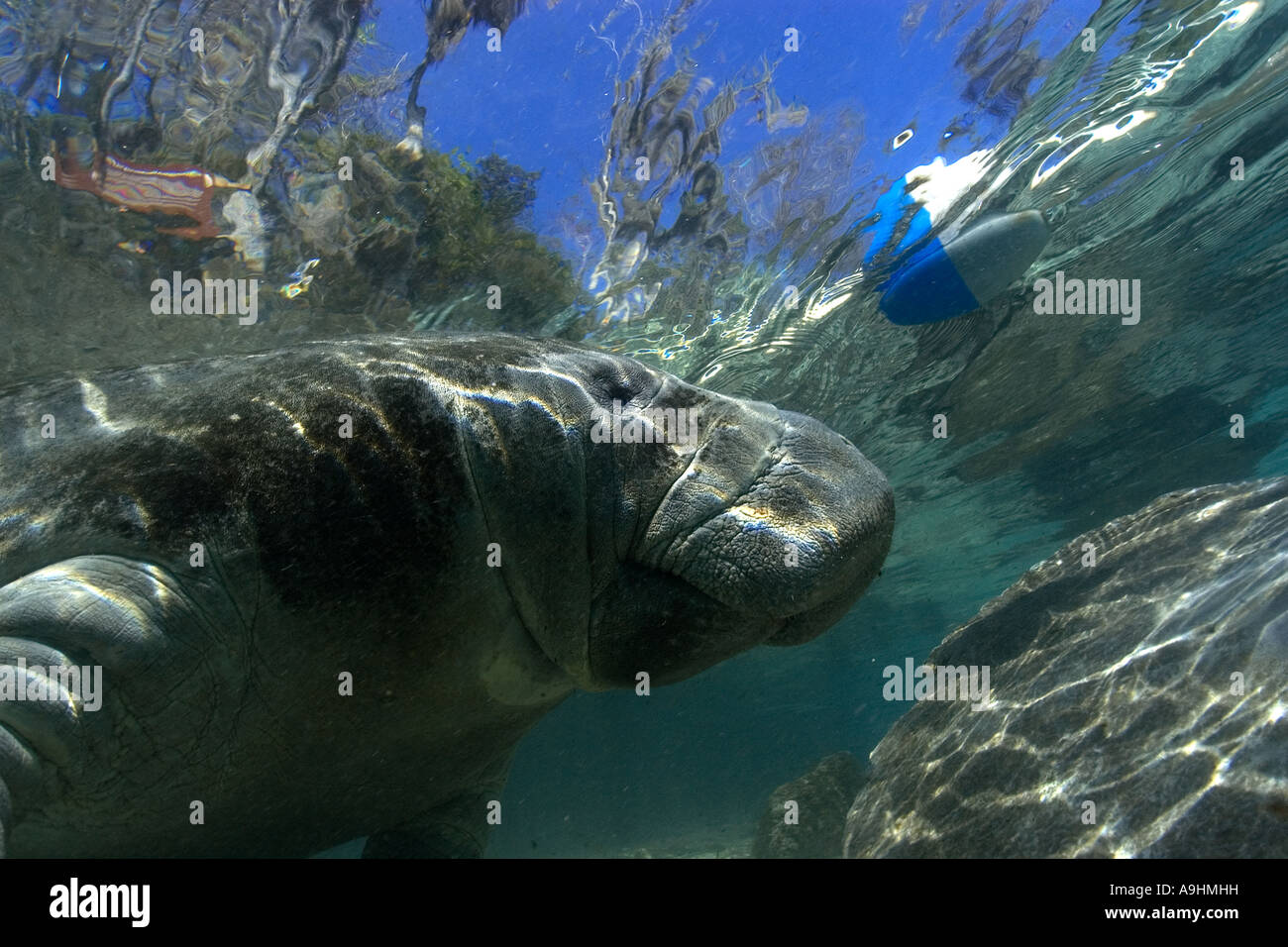 Florida manatee Trichechus manatus latirostris surfaces to breathe ...