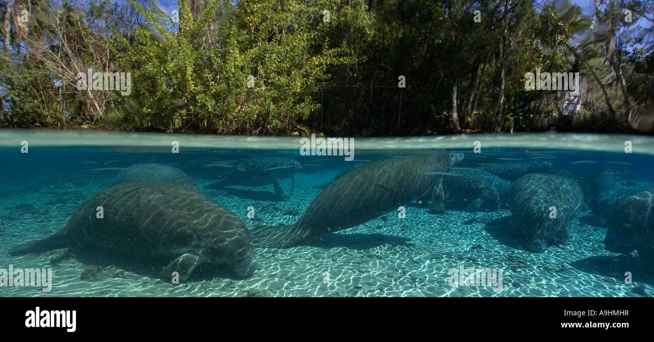 Manatees group hi-res stock photography and images - Alamy