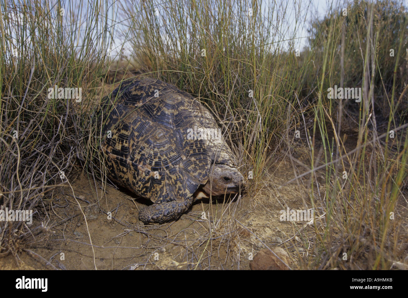 leopard tortoise (Geochelone pardalis), between plants, South Africa ...