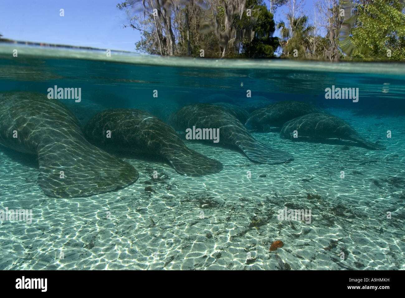 Manatees group hi-res stock photography and images - Alamy