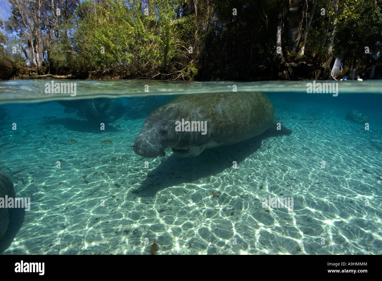 Florida manatee Trichechus manatus latirostris Crystal River Florida USA Stock Photo - Alamy