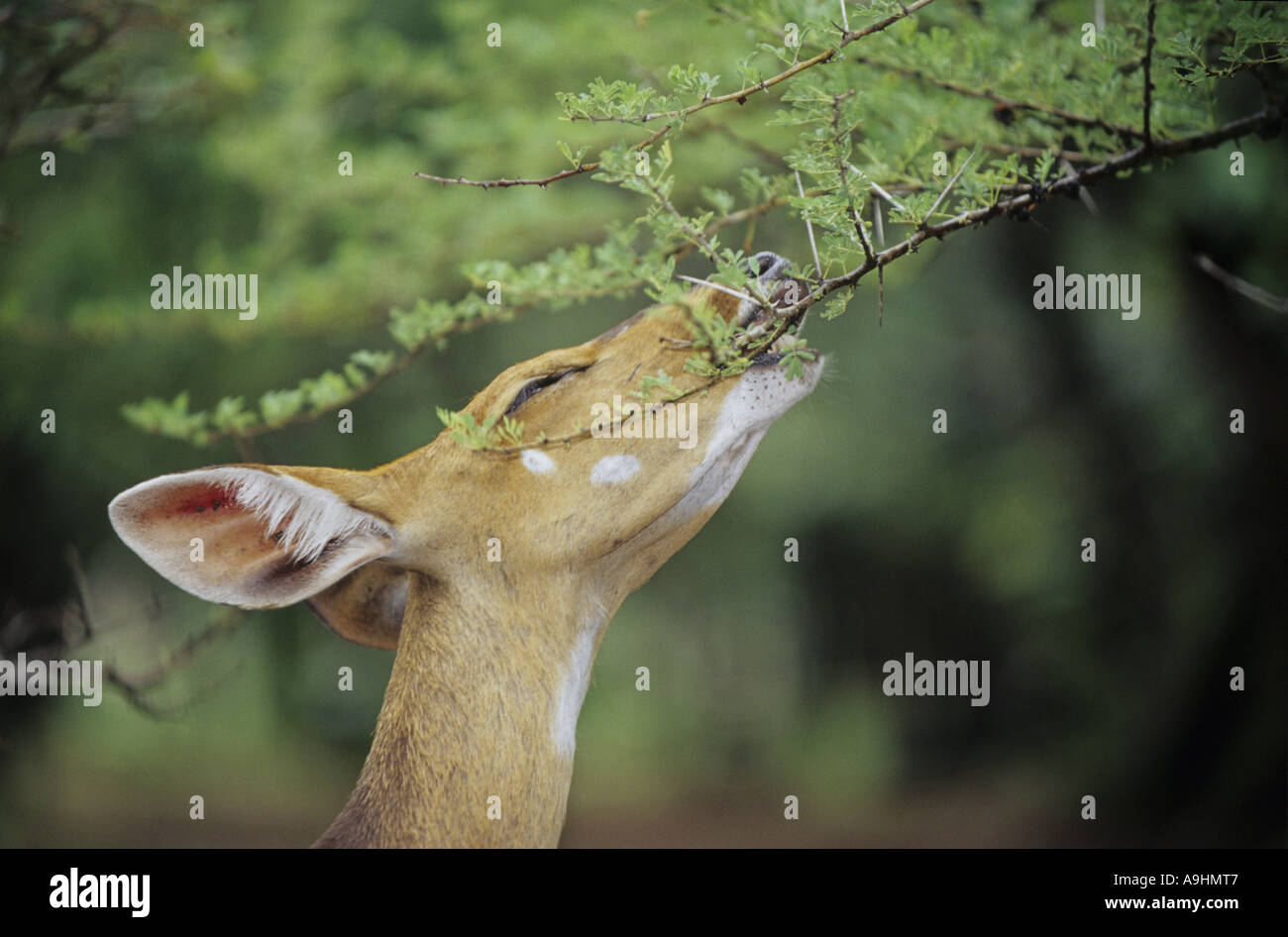 bushbuck, harnessed antelope (Tragelaphus scriptus), browsing on shrub ...