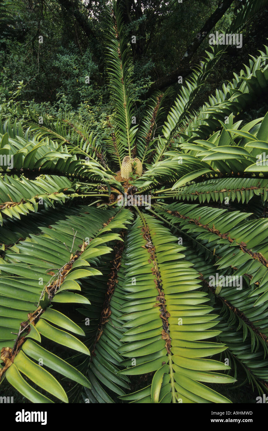 bread tree cycad (Encephalartos spec.), tree top with inflorescence ...