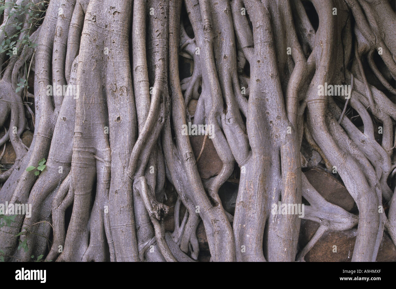 fig (Ficus spec.), structure of roots, Olifantscamp Stock Photo - Alamy