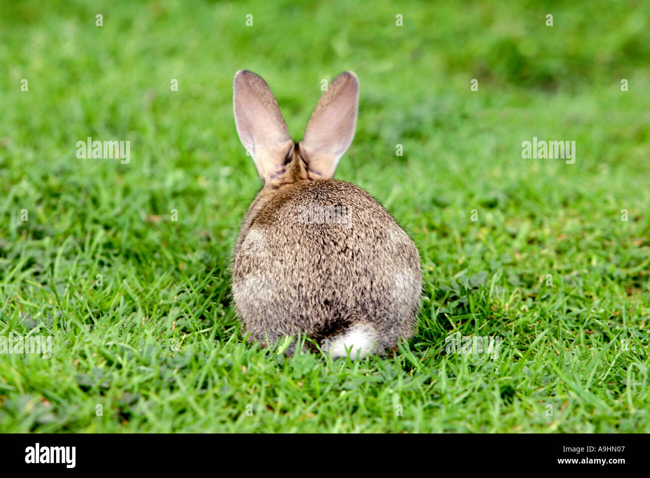 rabbit back grey angry grumpy Stock Photo - Alamy