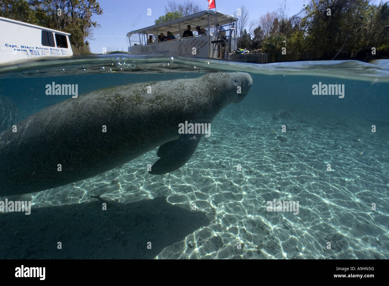 Pontoon boat prepares to unload snorkelers while Florida manatee takes ...