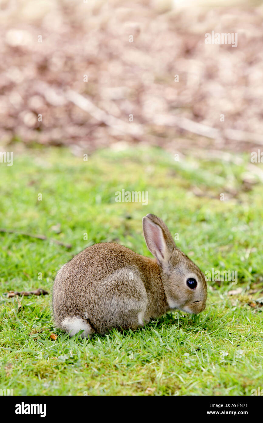grey rabbit green grass Stock Photo - Alamy