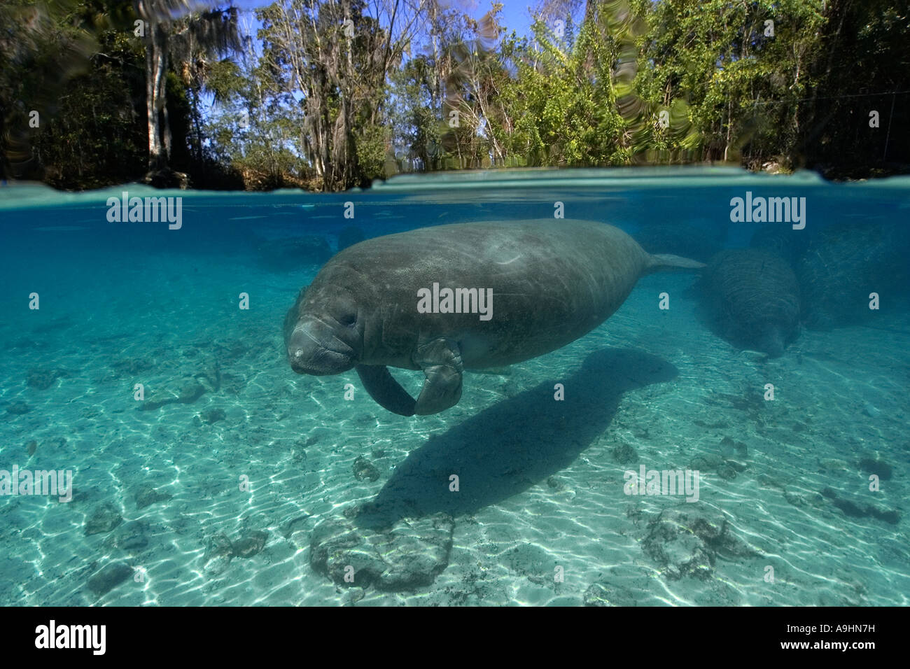 Florida manatee Trichechus manatus latirostris Crystal River Florida USA Stock Photo - Alamy