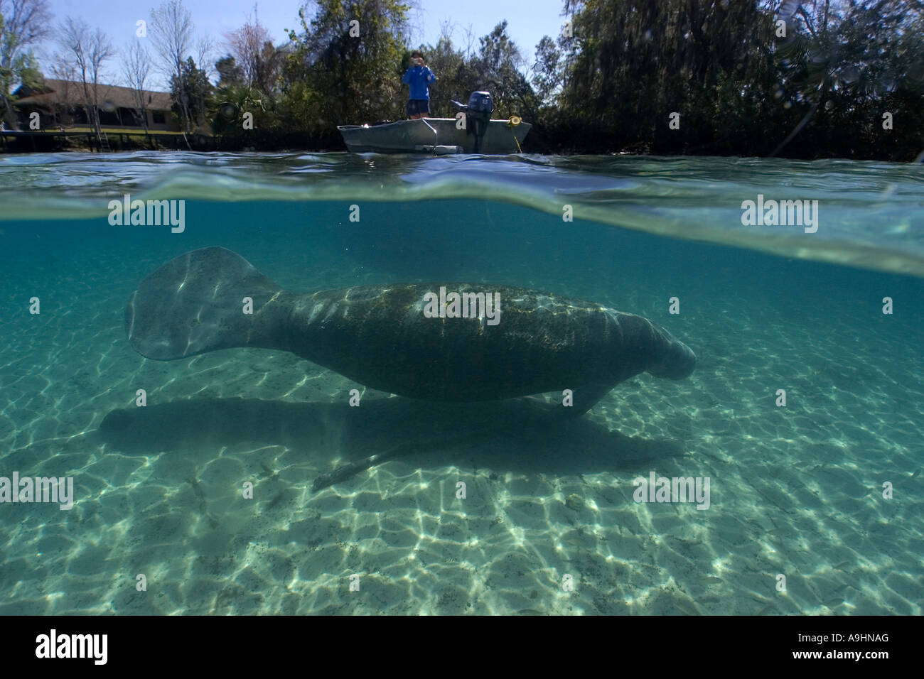 Florida manatee Trichechus manatus latirostris Crystal River Florida USA Stock Photo - Alamy