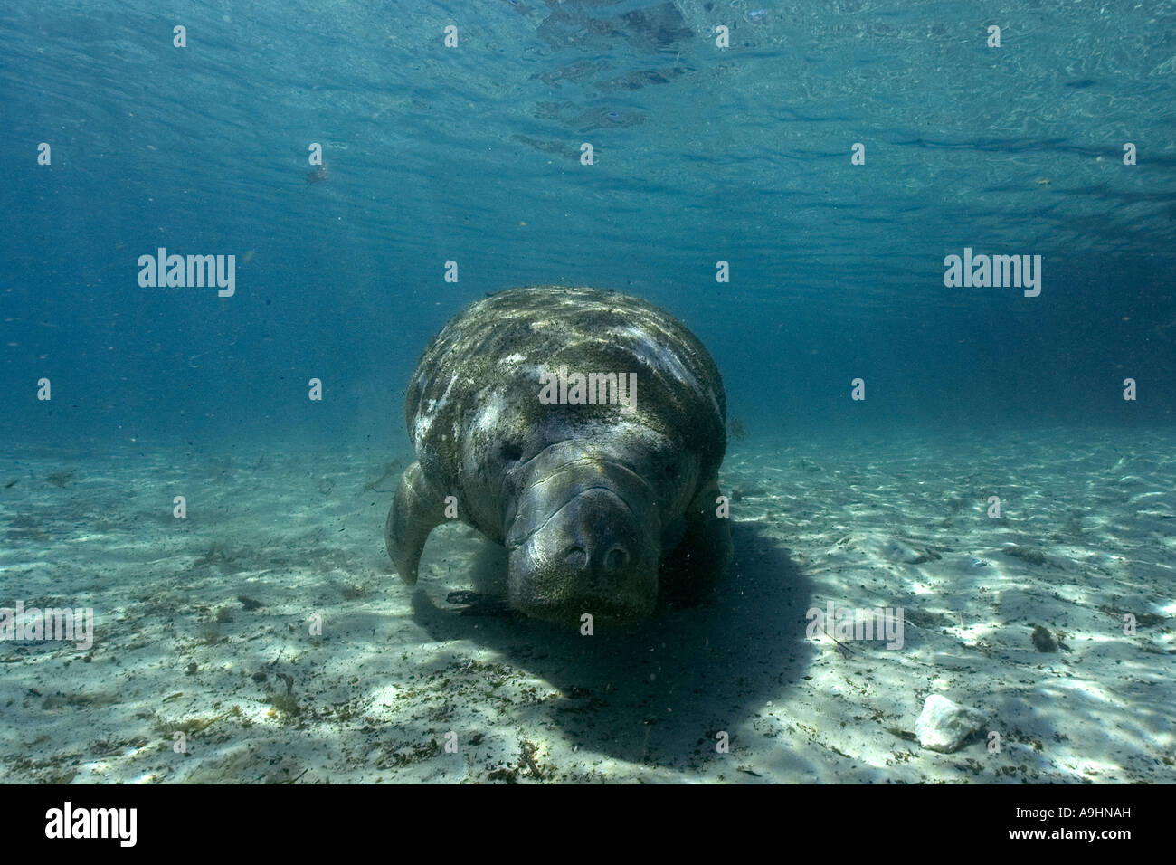 Florida manatee Trichechus manatus latirostris Crystal River Florida USA Stock Photo - Alamy