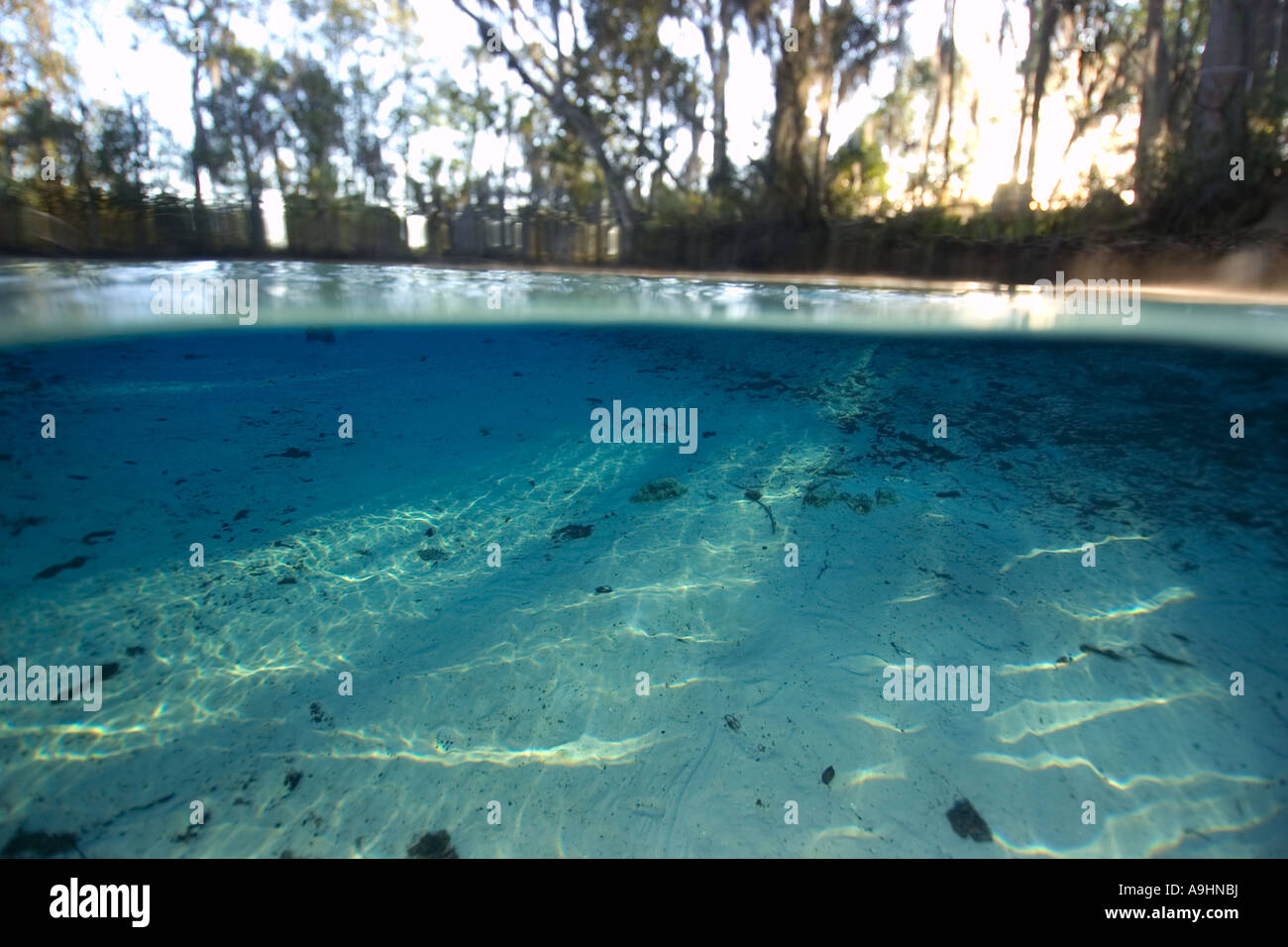 Clear water and lush vegetation Three Sisters Spring Crystal River ...
