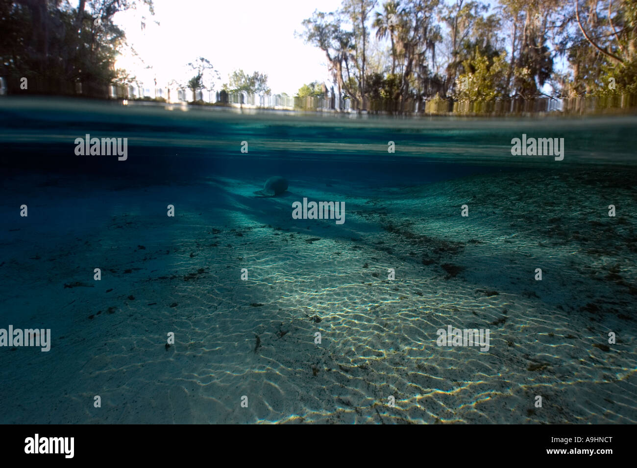 Clear water and lush vegetation Three Sisters Spring Crystal River ...