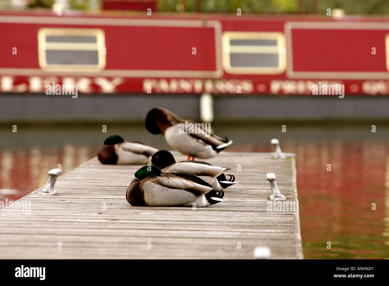 three boat bay Pier cold Ducky Lucky duck baby ducklings water bird ...