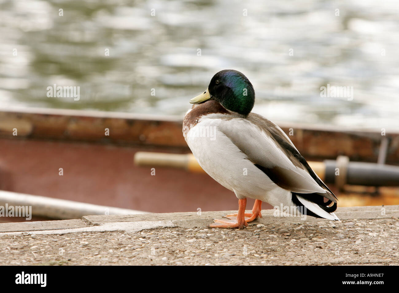 Lucky duck hi-res stock photography and images - Alamy