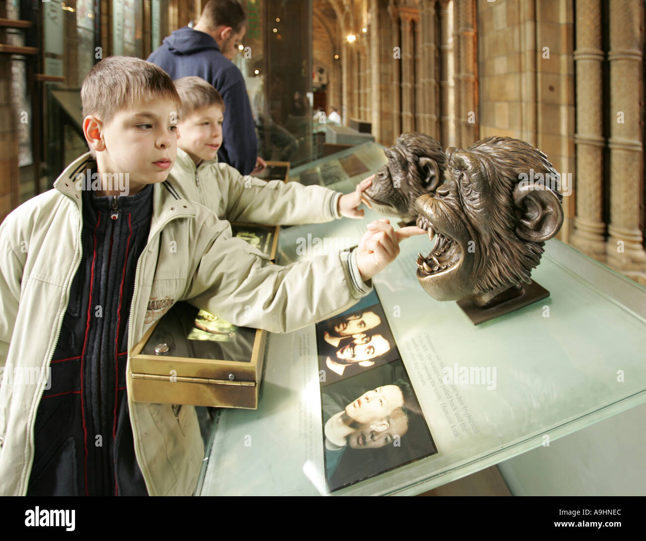 London natural history museum monkey hi-res stock photography and ...