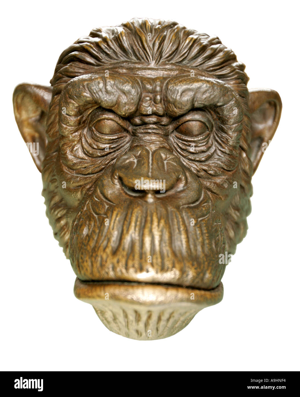 brass monkey head teeth cranium homo anatomical anatomy animal ...