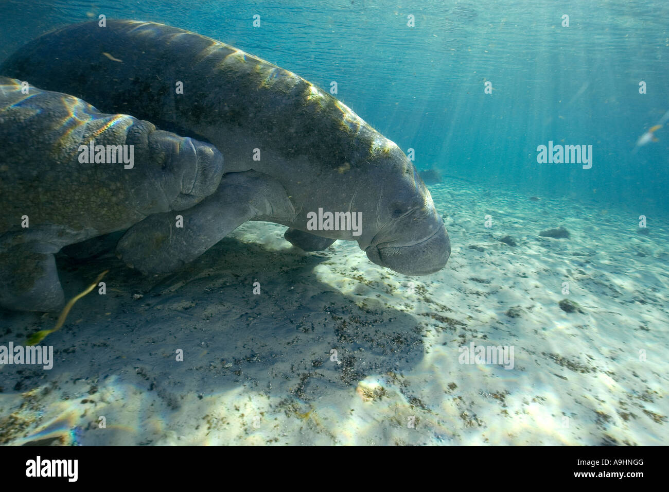 Florida manatees Trichechus manatus latirostris Crystal River Florida USA Stock Photo - Alamy