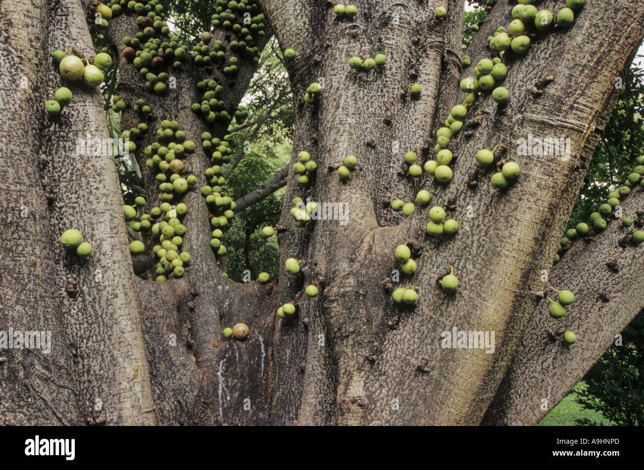 Types Of Fig Trees In South Africa at Kenneth Keene blog