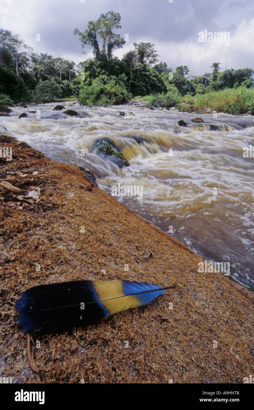 feather of Lorie at the shore of Dja river, Cameroon Stock Photo - Alamy