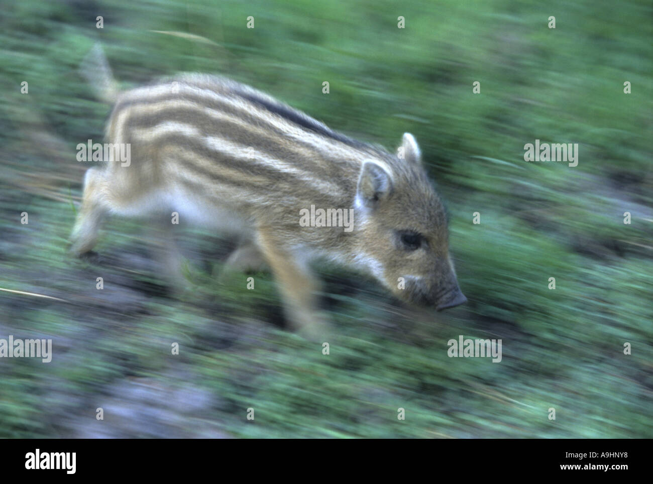 Juvenile wild boar running hi-res stock photography and images - Alamy
