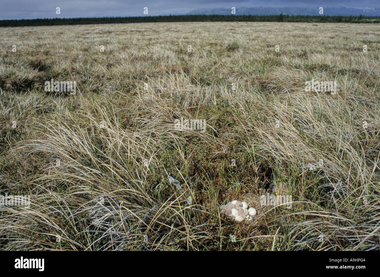 short-eared owl (Asio flammeus), bird nest in tundra landscape, Russia ...