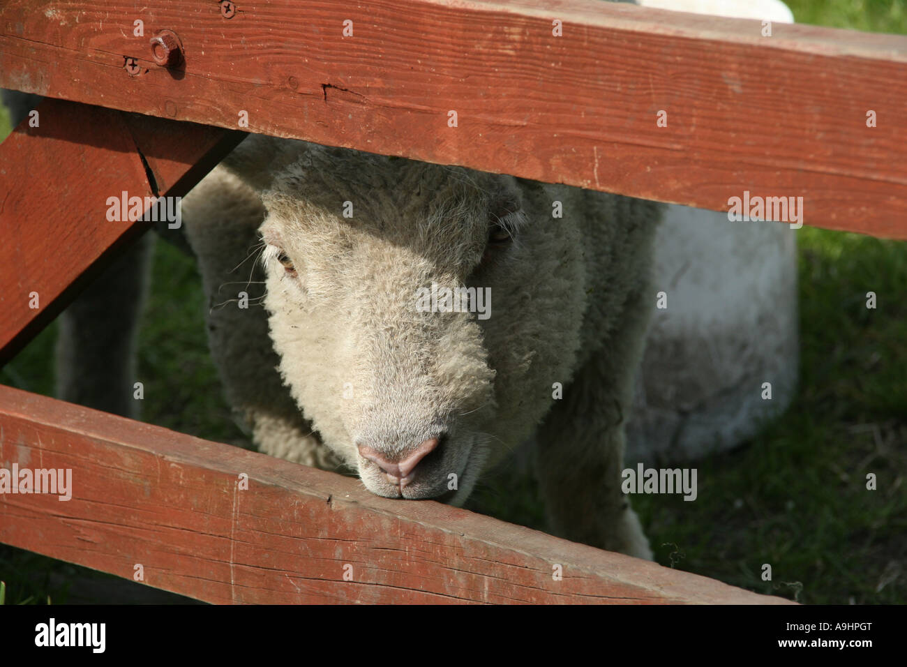 Curious Sheep peers through a gate Stock Photo - Alamy