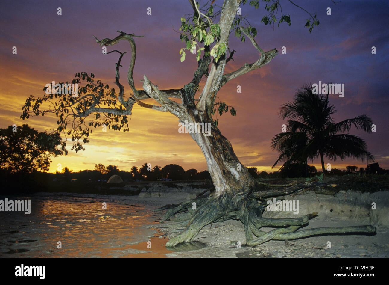 mangrove at sunset, USA, Florida Stock Photo - Alamy
