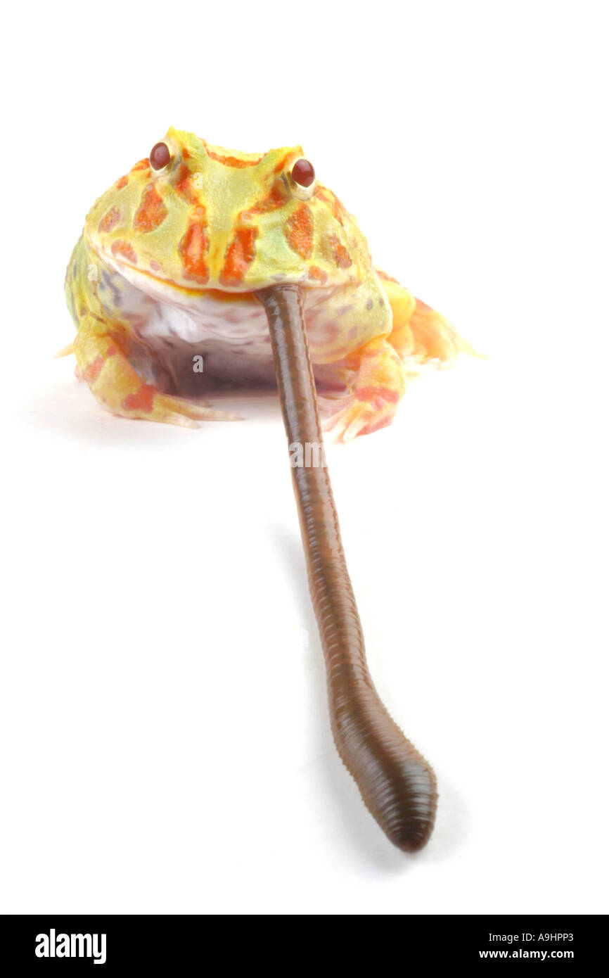 argentine horned frog, pacman frog, nightcrawler, night crawler, ornate ...