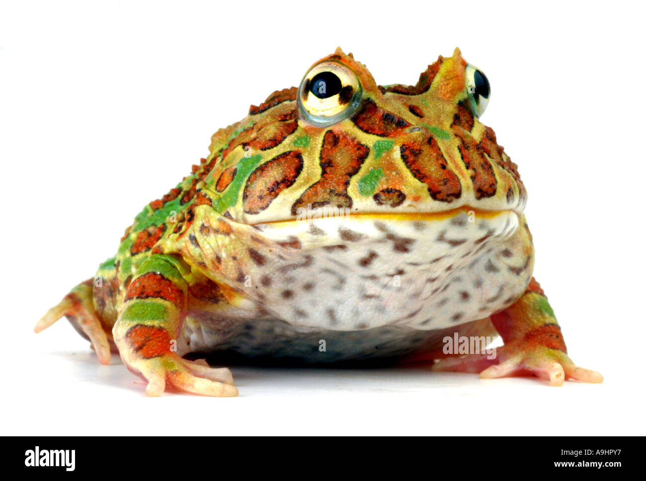 Ornate horned frogs hi-res stock photography and images - Alamy