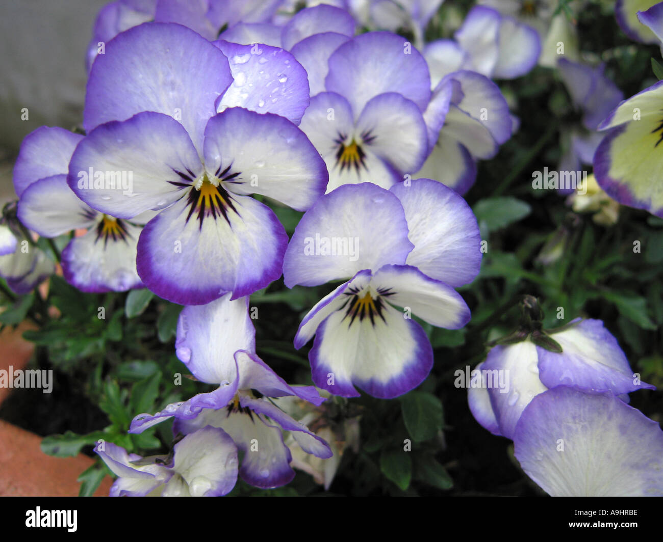 Pansy Like Flower High Resolution Stock Photography and Images - Alamy