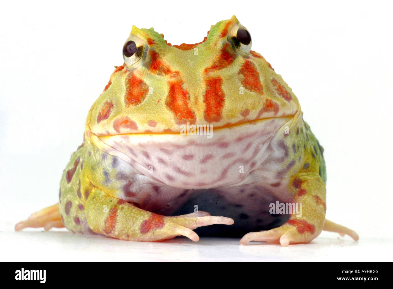 South american horned frog Cut Out Stock Images & Pictures - Alamy