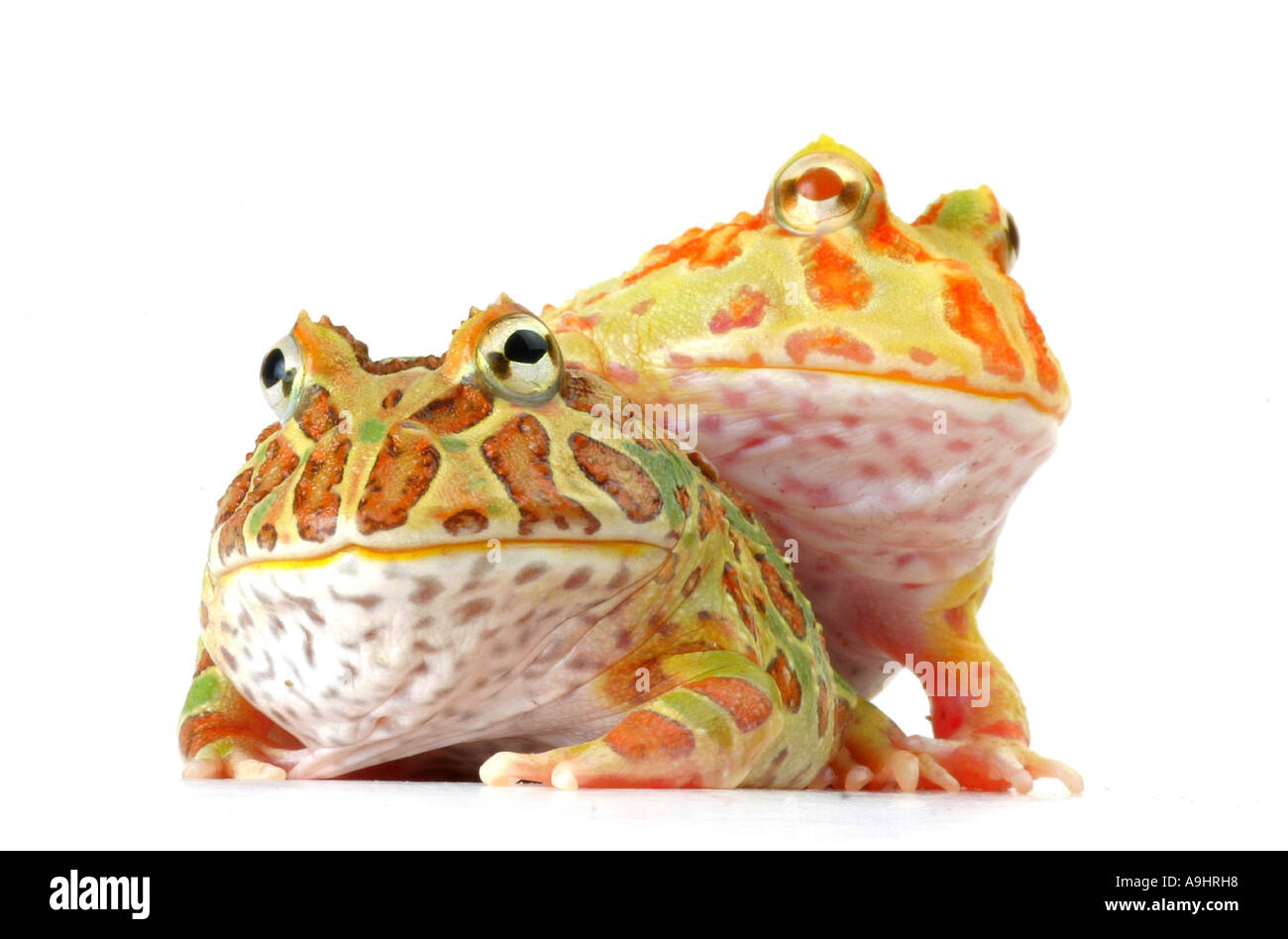 argentine horned frog, pacman frog, nightcrawler, night crawler, ornate ...