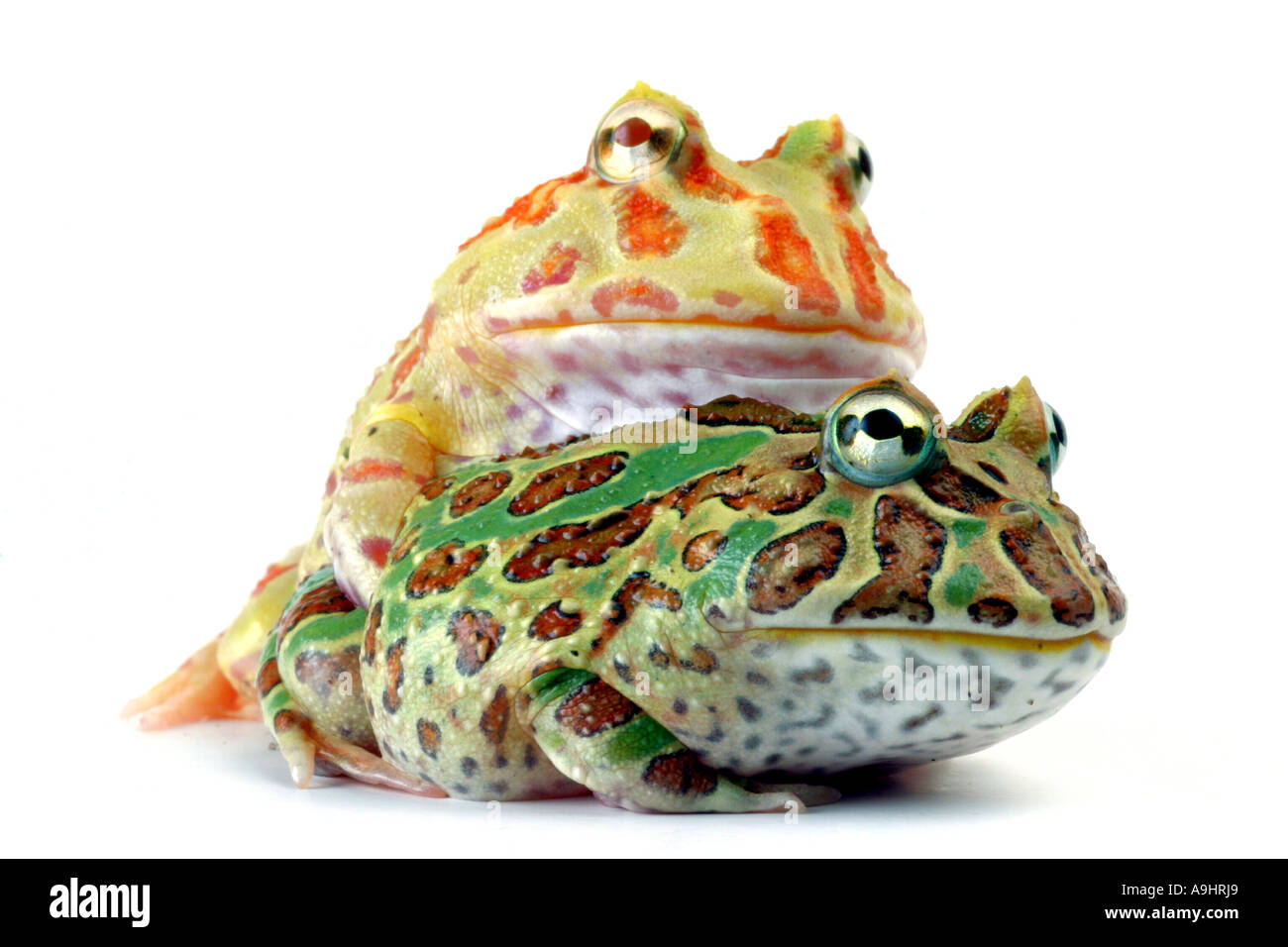 argentine horned frog, pacman frog, nightcrawler, night crawler, ornate ...