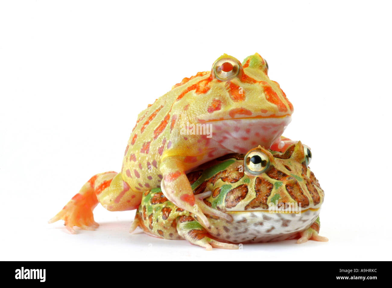 argentine horned frog, pacman frog, nightcrawler, night crawler, ornate ...