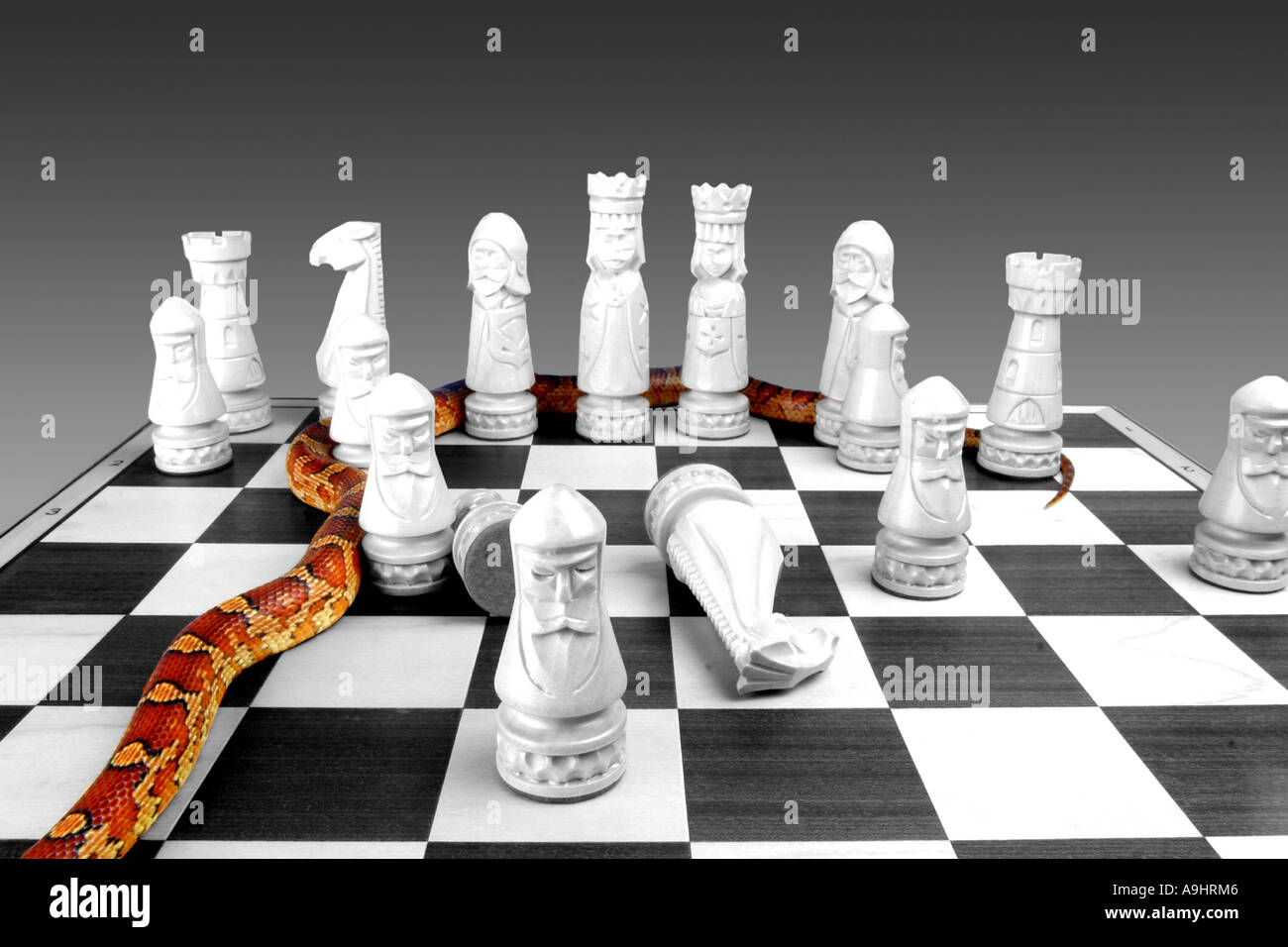 corn snake (Elaphe guttata), creeping over chessboard Stock Photo - Alamy