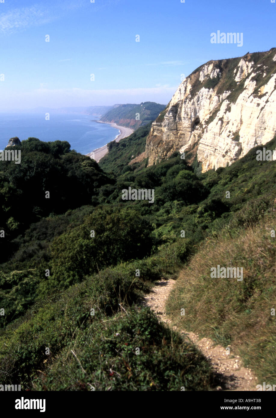 Southwest coast path by Hooken cliff near Beer Head in south Devon ...