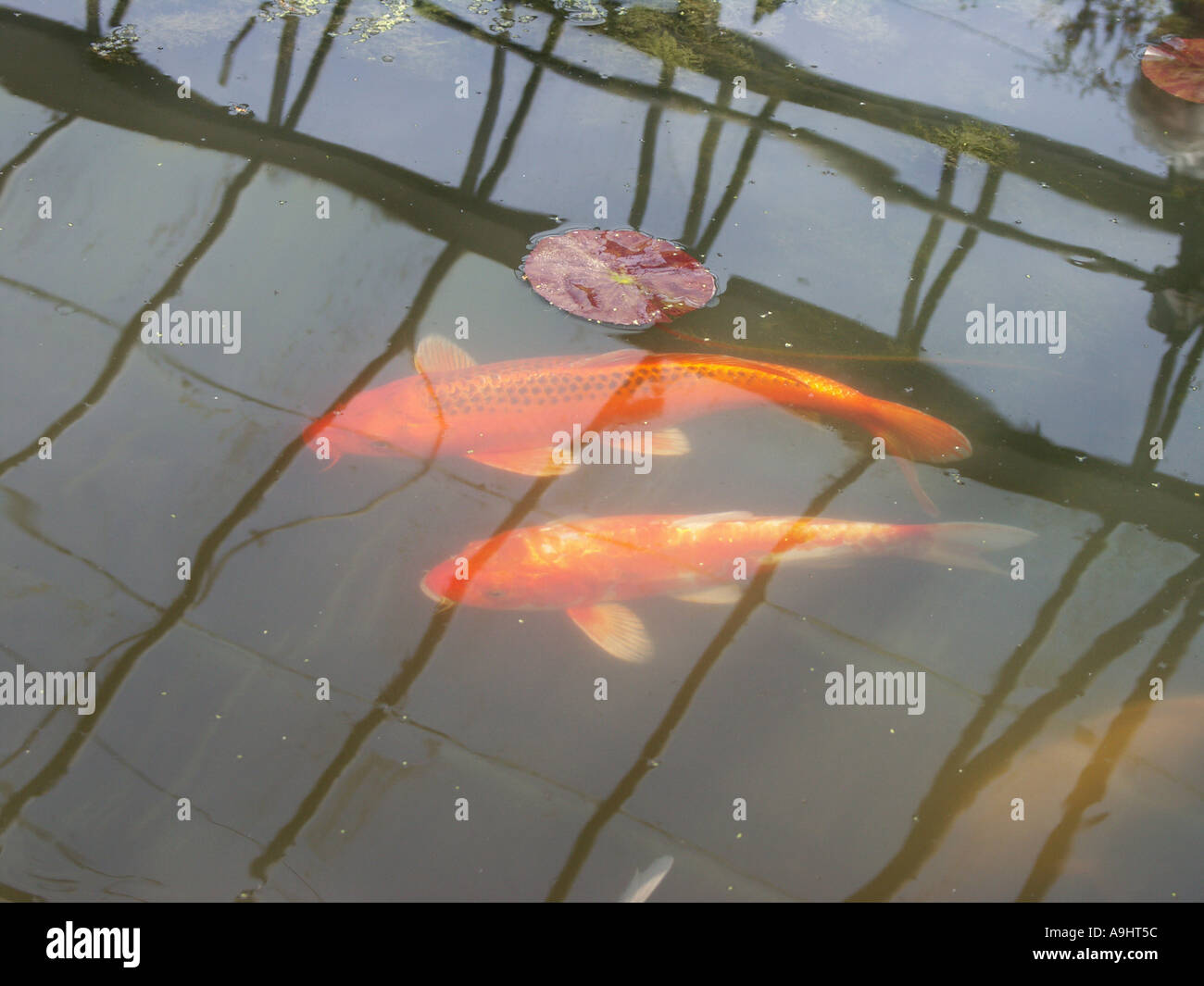 Goldfish pond england hi-res stock photography and images - Alamy