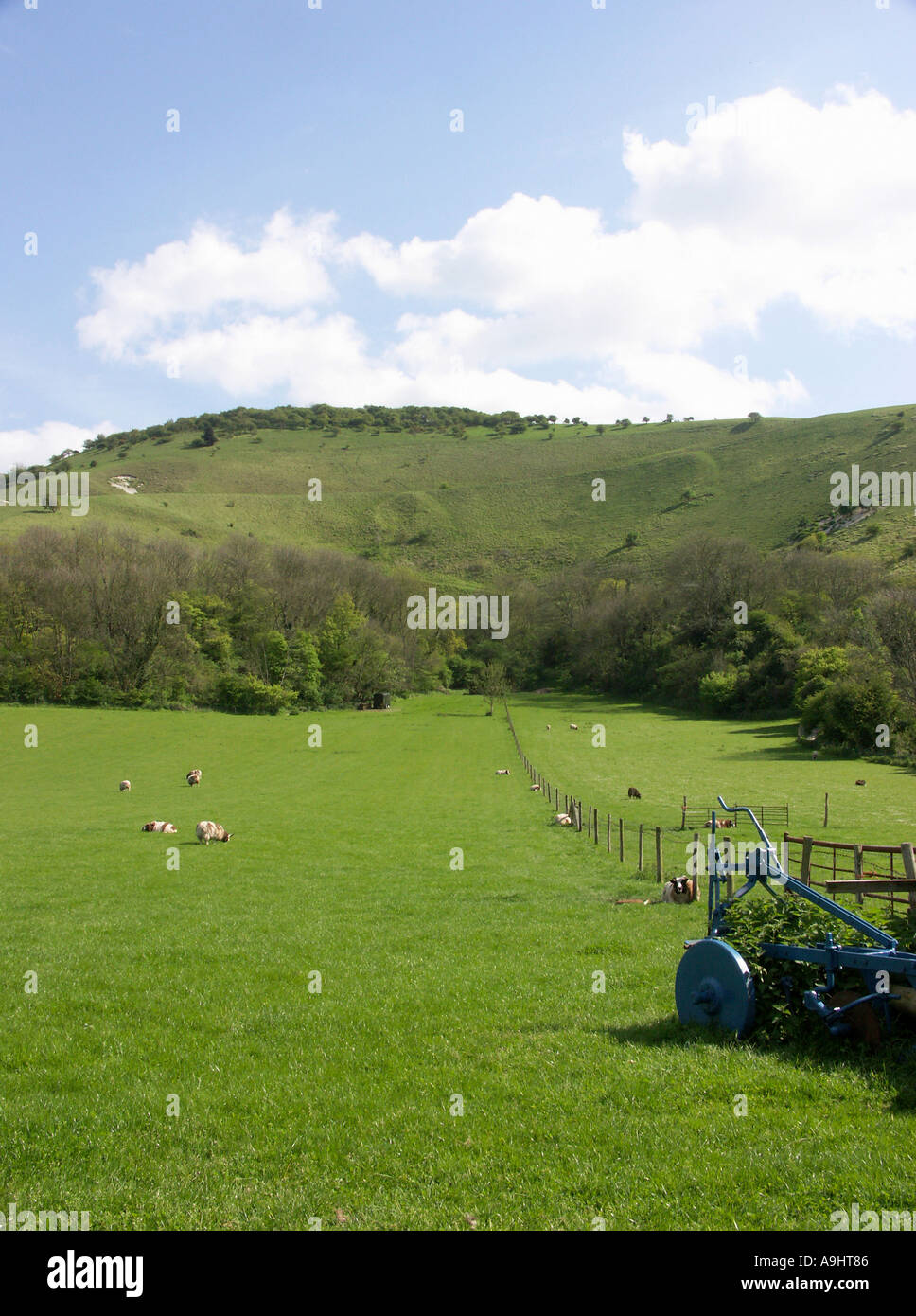 Southdowns sheep hi-res stock photography and images - Alamy