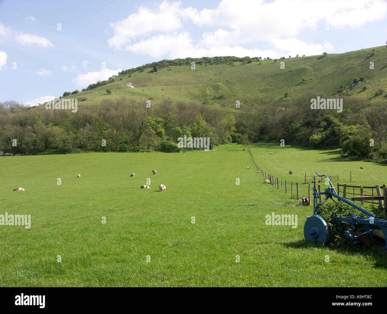 Southdowns sheep hi-res stock photography and images - Alamy
