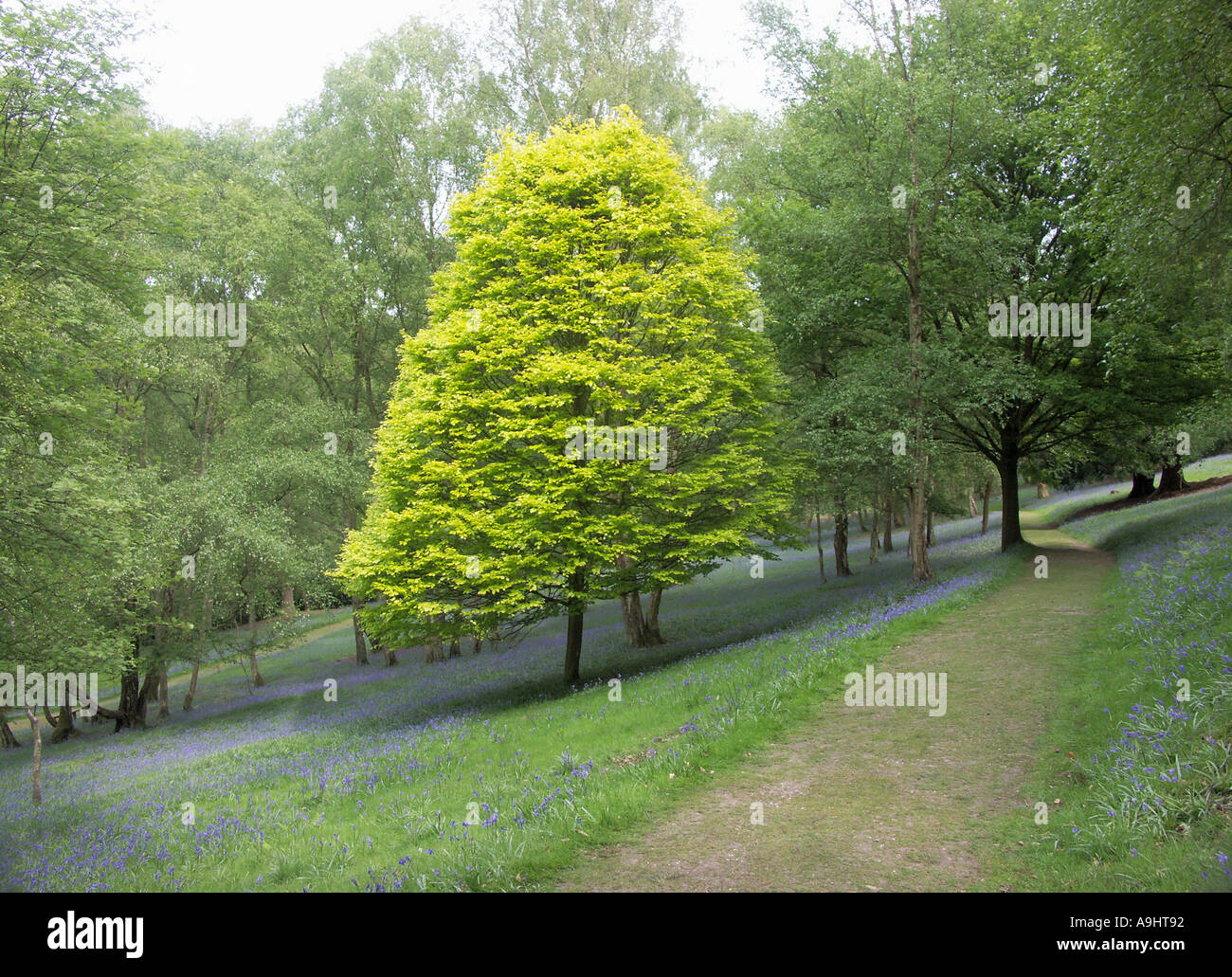 Leonardslee Gardens Lower Beeding Nr Horsham West Sussex England Stock ...