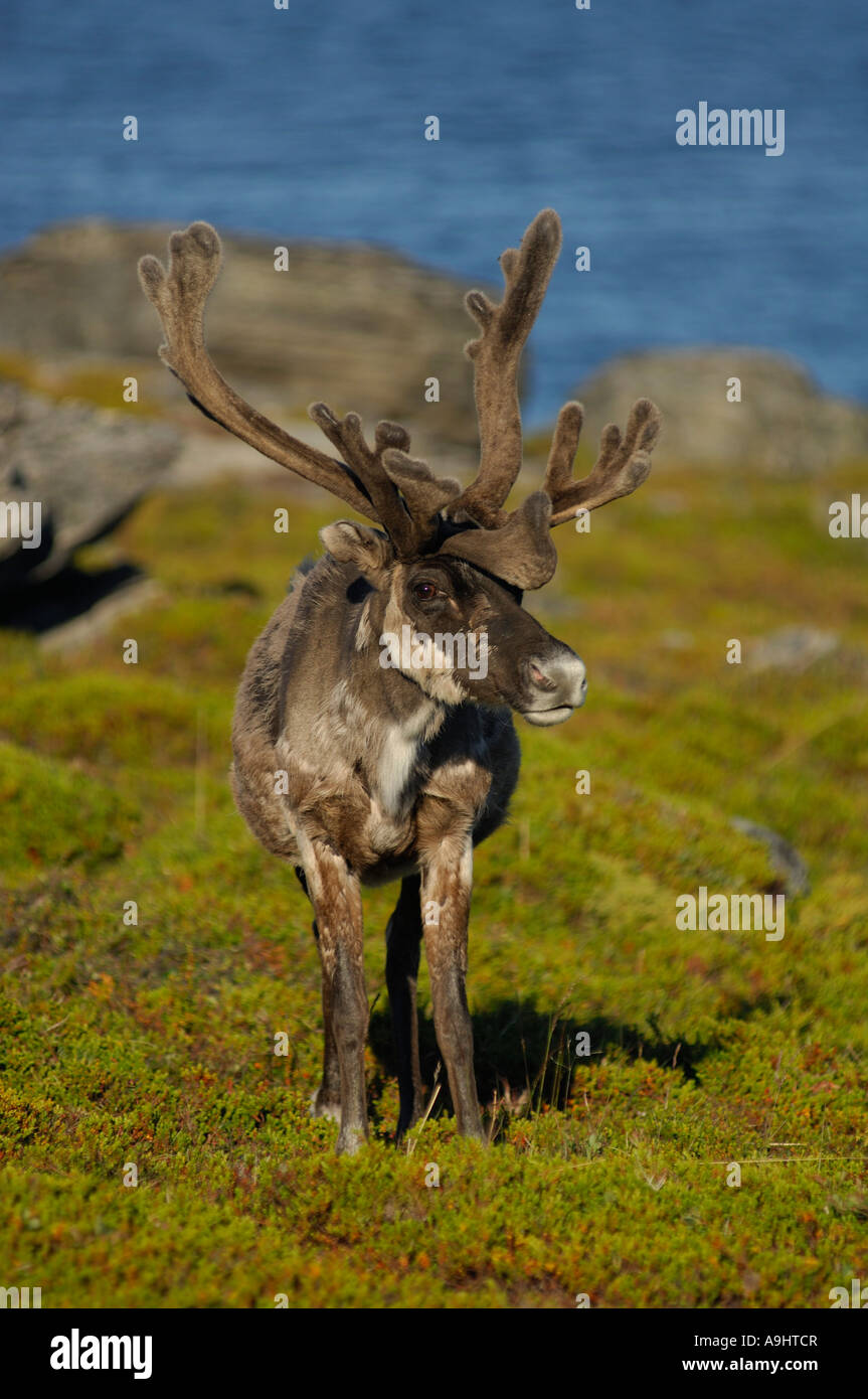 Reindeer, Rangifer tarandus Stock Photo - Alamy