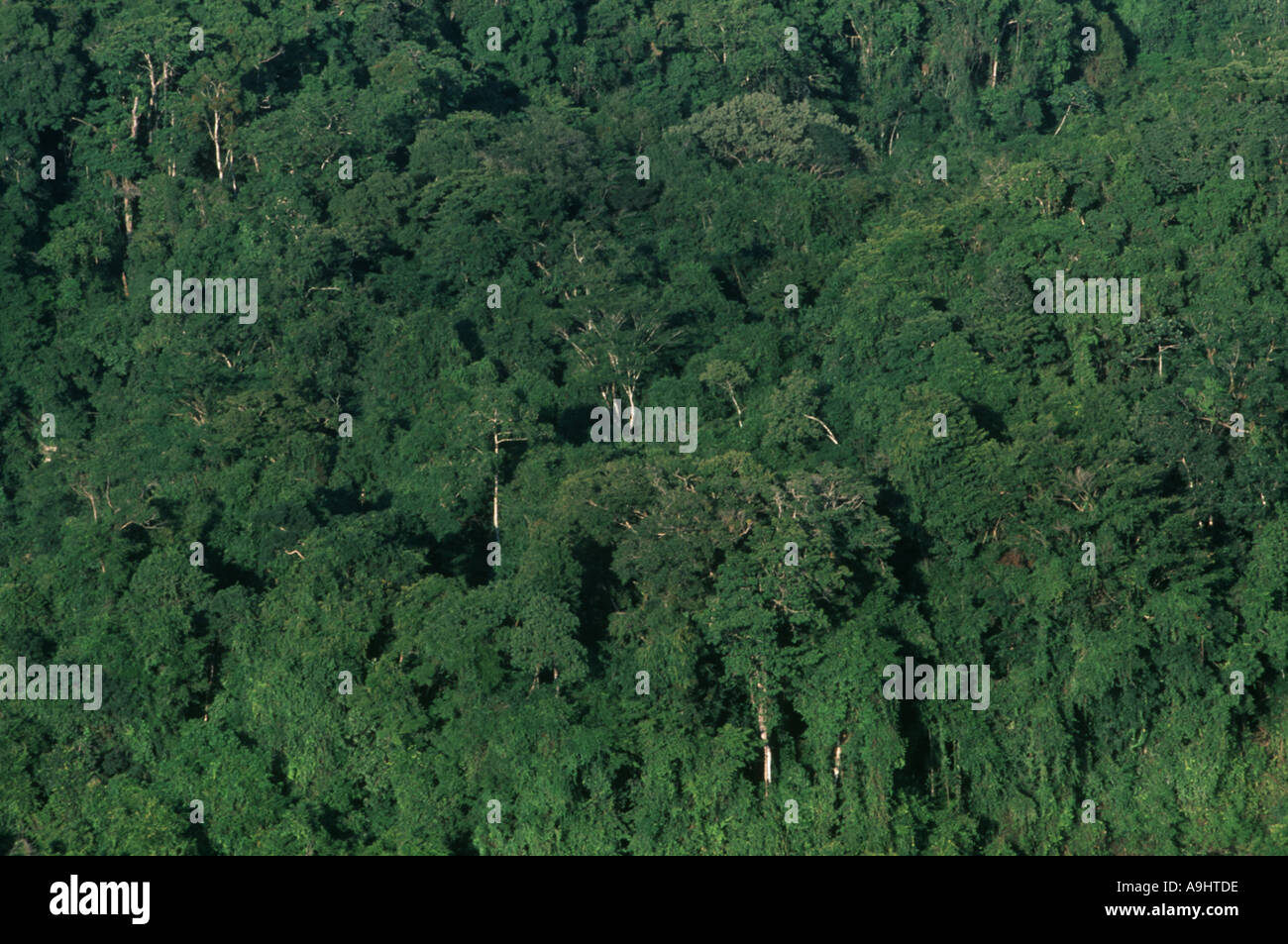 Mexico, Chiapas, Metzabok, Selva Lacandona, North America. Remnants of ...