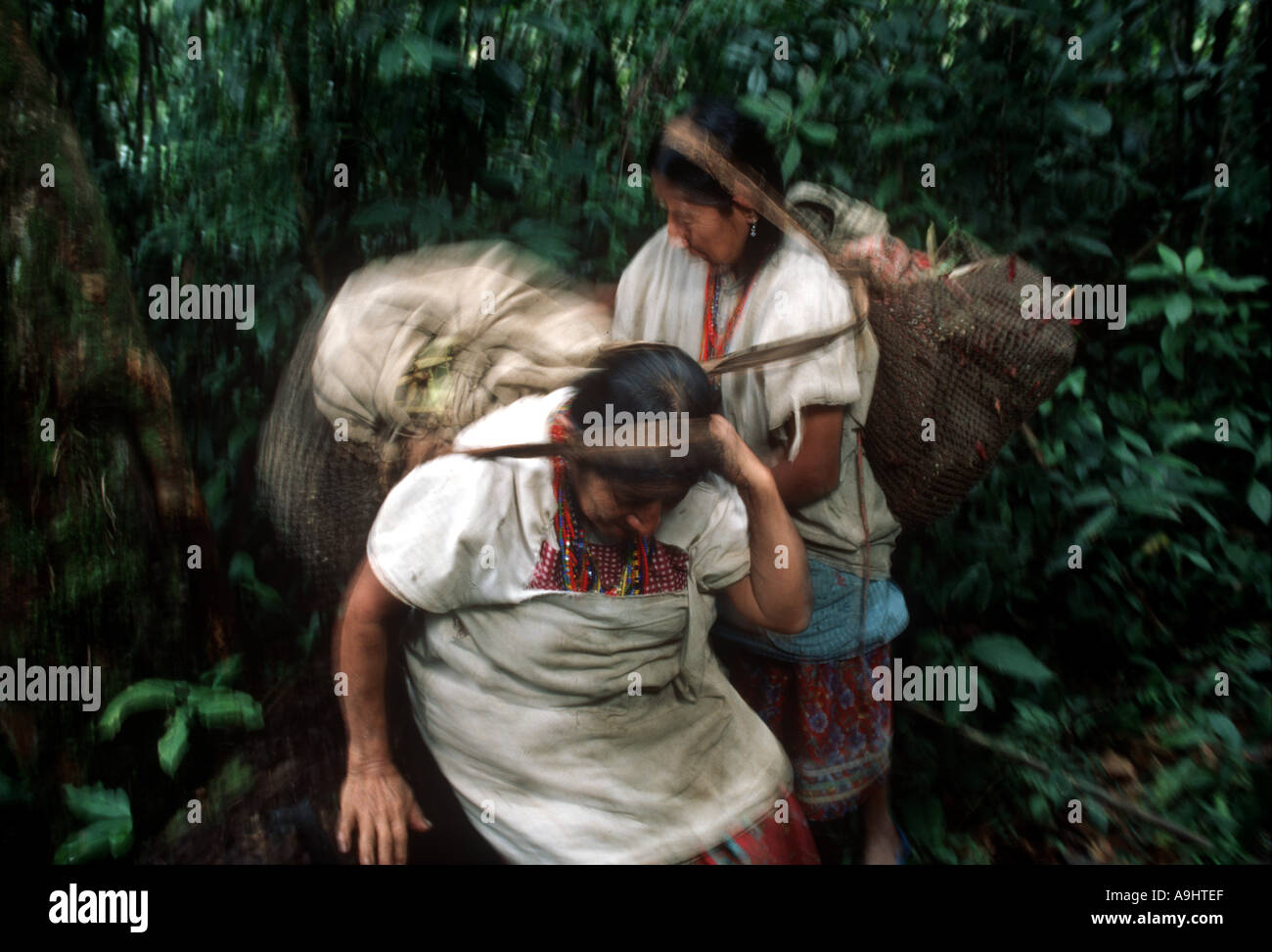 Mexico, Chiapas, Naha, Selva Lacandona, North America Stock Photo - Alamy