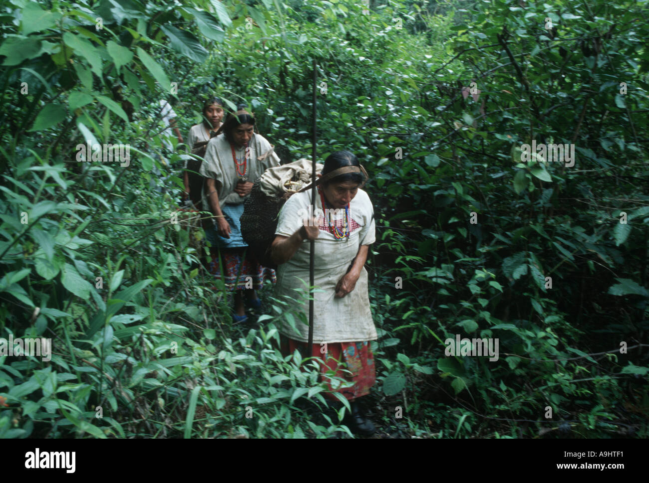 Mexico, Chiapas, Naha, Selva Lacandona, North America Stock Photo - Alamy