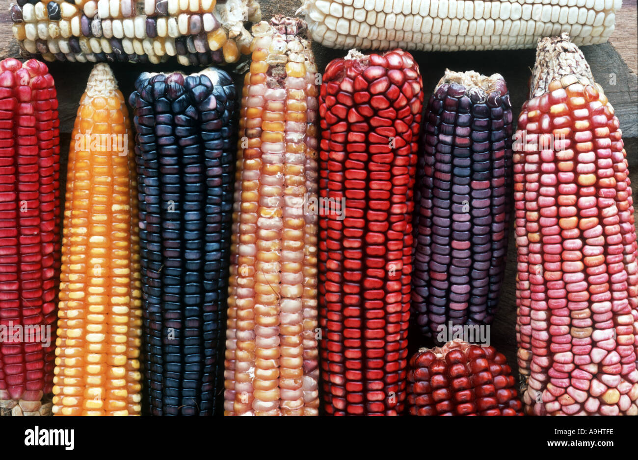 Mexico, Chiapas, Naha, Selva Lacandona, North America. Varieties of ...